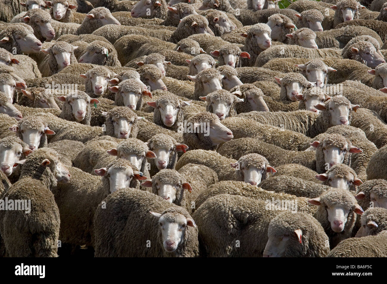 Merino Ewes High Resolution Stock Photography and Images - Alamy