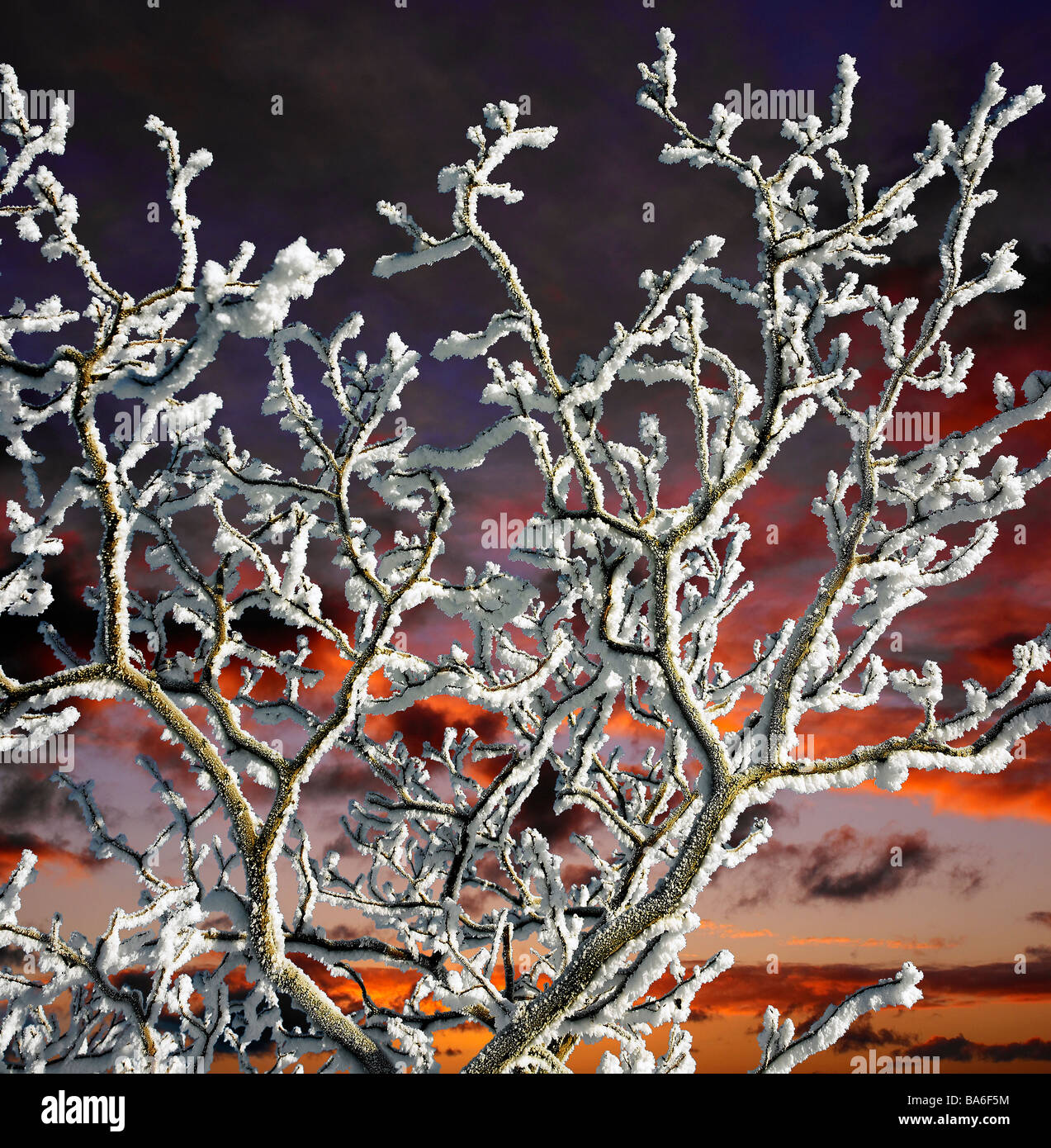 Snow on trees with sunset, Reykjavik Iceland Stock Photo - Alamy