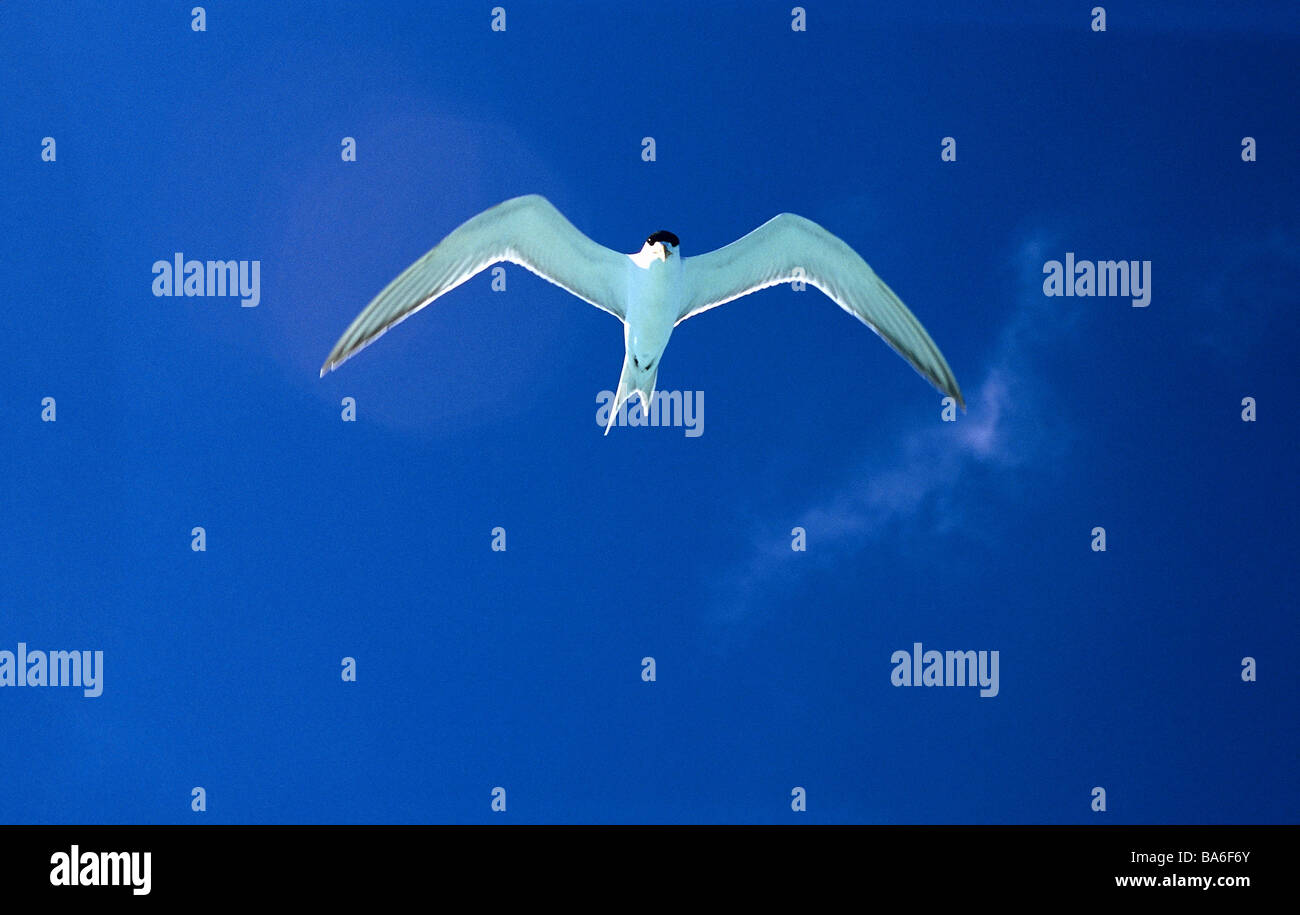 Heavens tern flight from below animals game-animals birds seagull-birds ...
