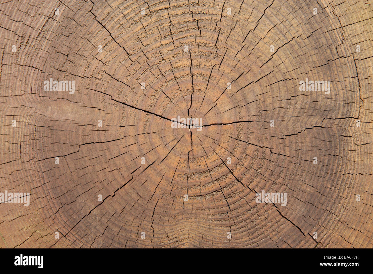 Cracked tree ring Stock Photo - Alamy
