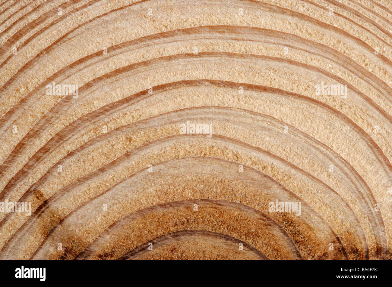Part of tree ring Stock Photo - Alamy