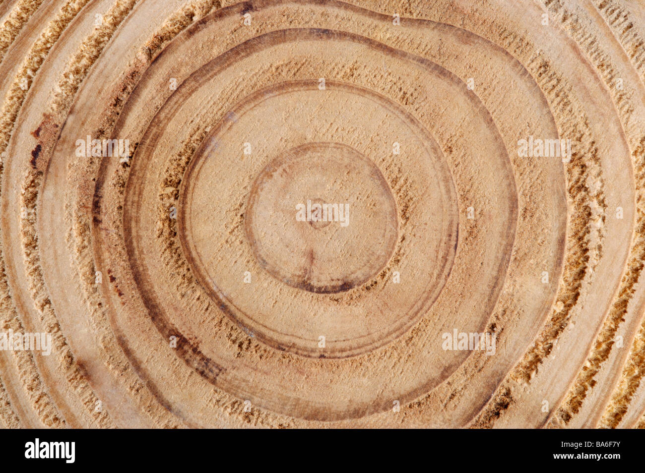 Tree ring hi-res stock photography and images - Alamy