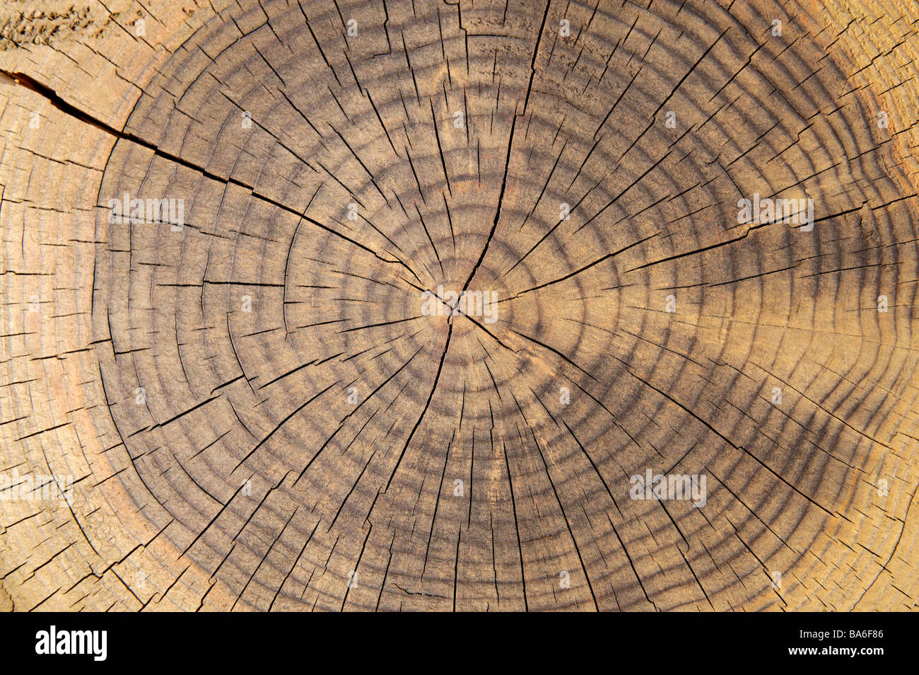 Tree ring hi-res stock photography and images - Alamy