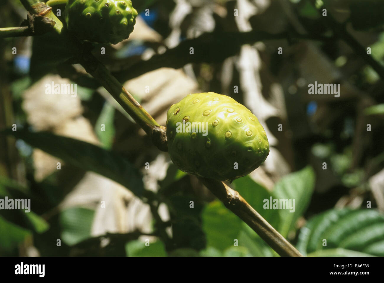 South sea tree detail branch Noni-Früchte Morinda citrifolia ...