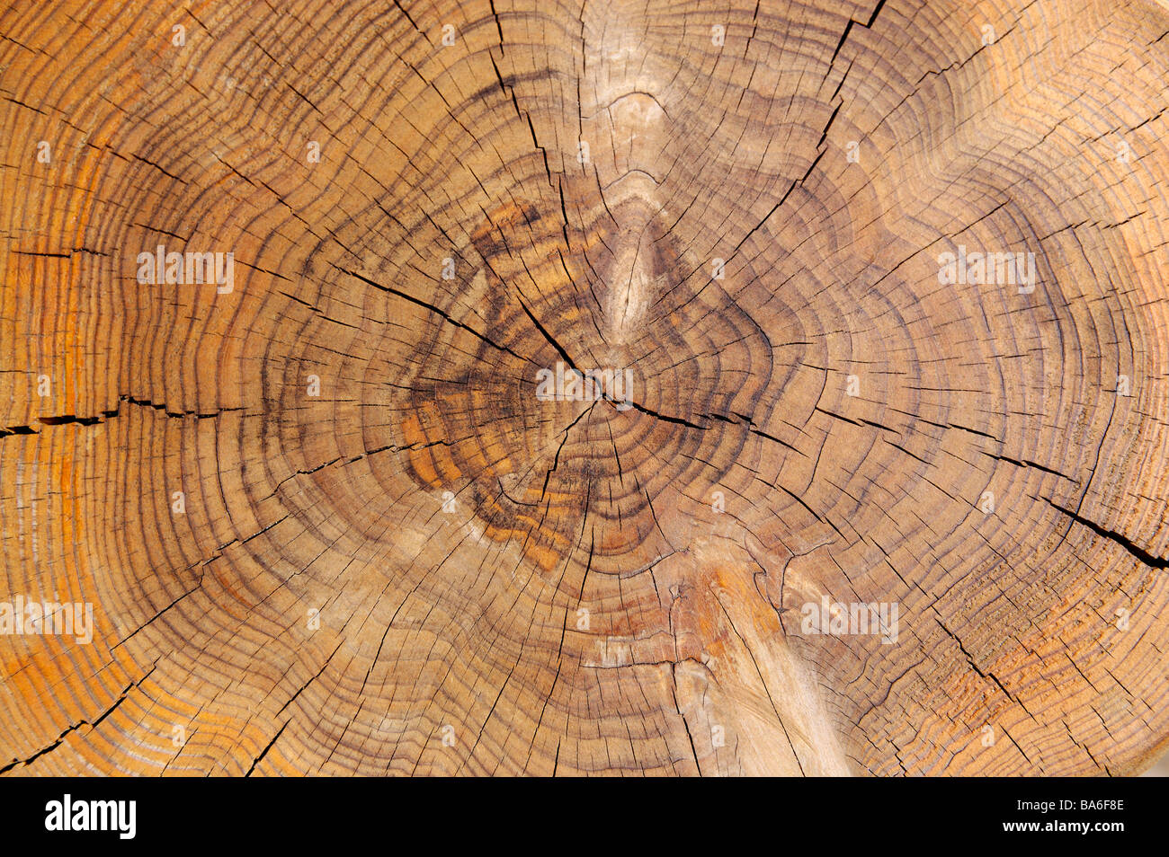Tree ring hi-res stock photography and images - Alamy