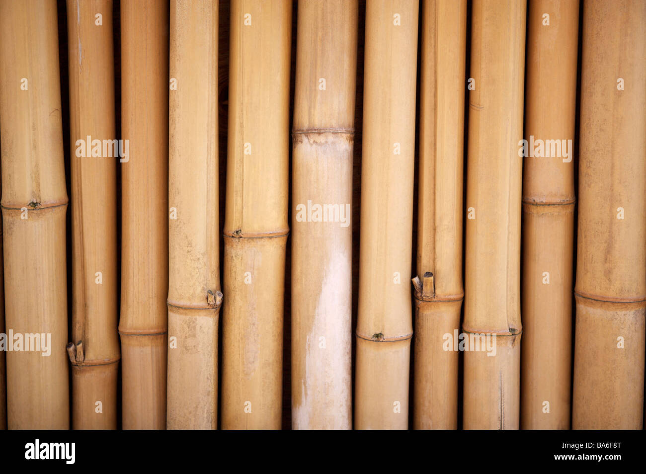 Row of bamboo canes full frame Stock Photo - Alamy