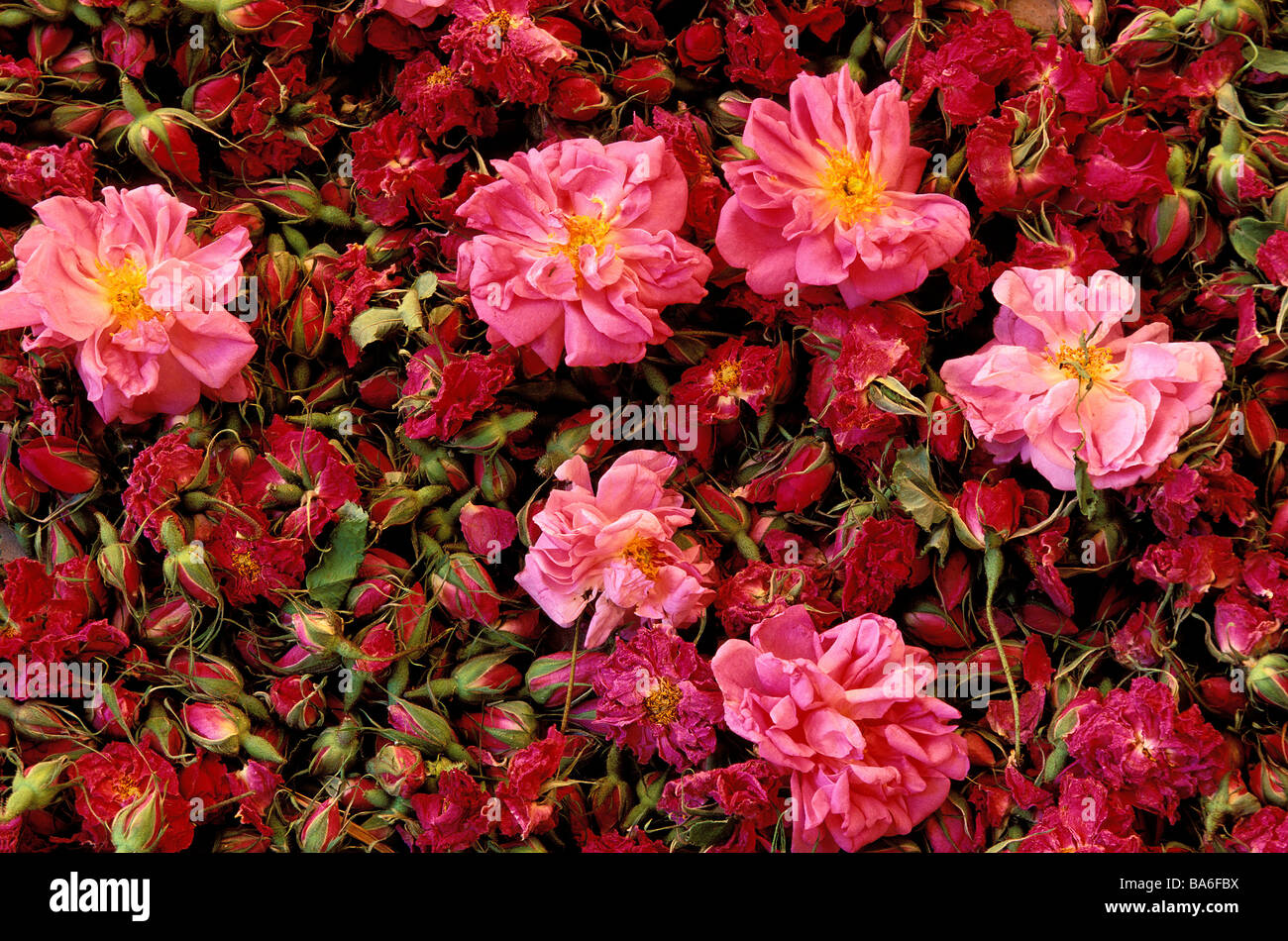 Morocco, High Atlas, Dades Valley, Valley of Roses, picking and drying ...