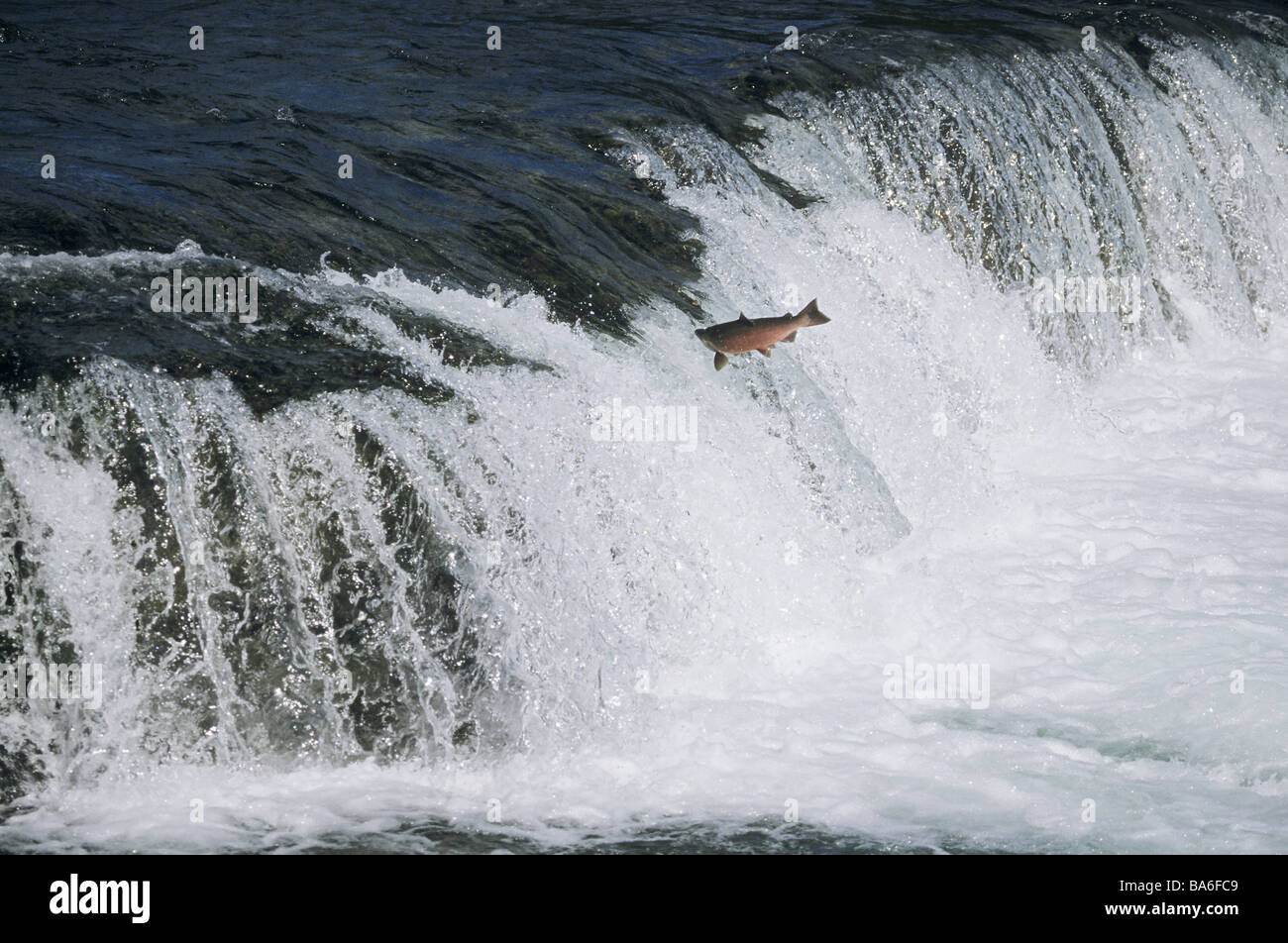 Coho salmon jump hi-res stock photography and images - Alamy