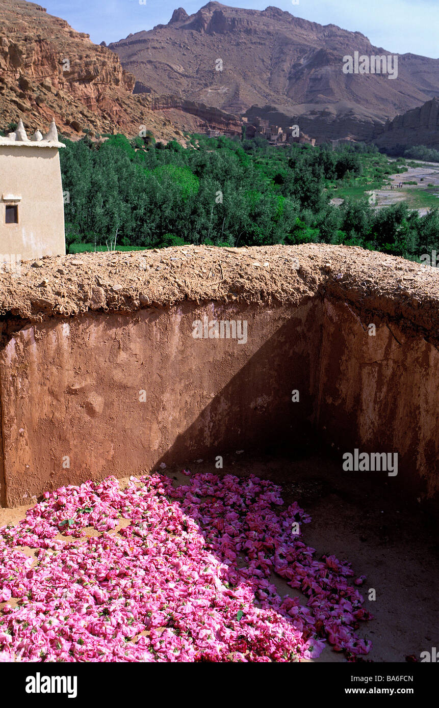 Morocco, High Atlas, Dades Valley, Valley of Roses, picking and drying ...