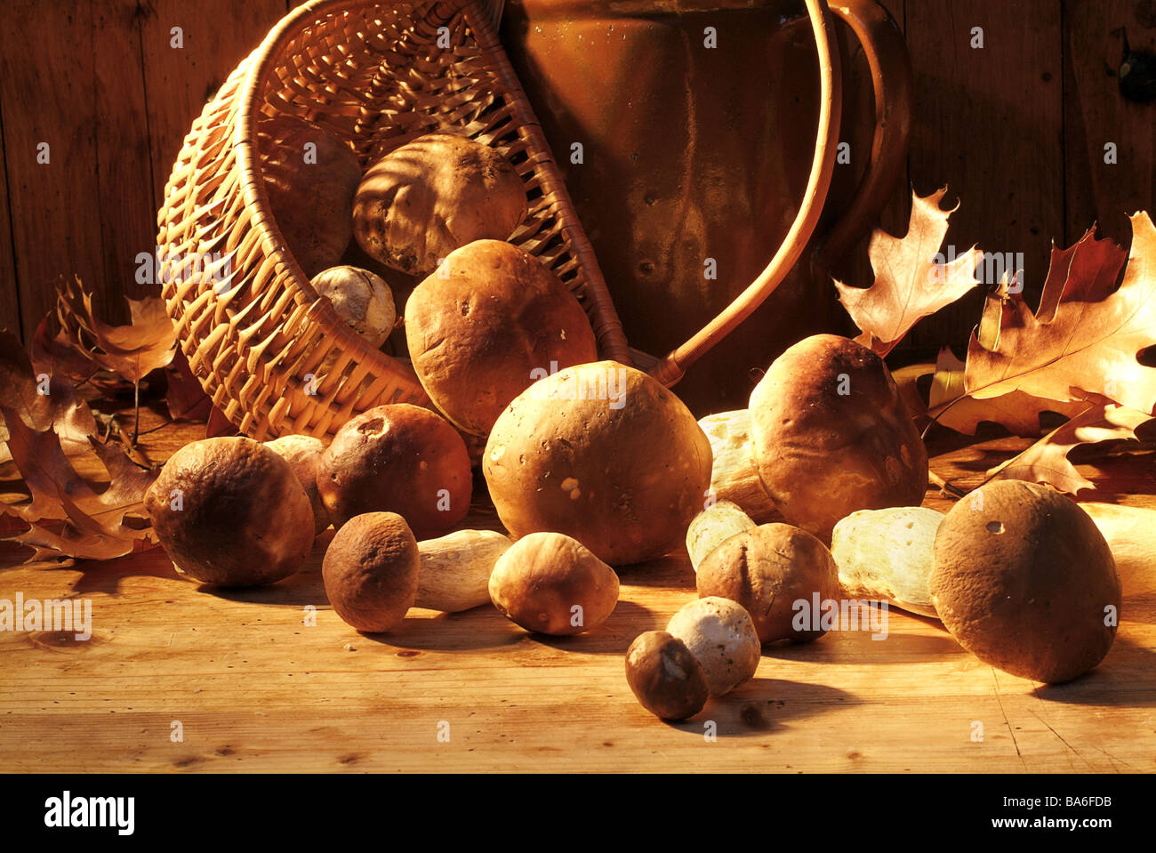 Fungus-search basket board stone-fungi collected scatters fall foliage ...