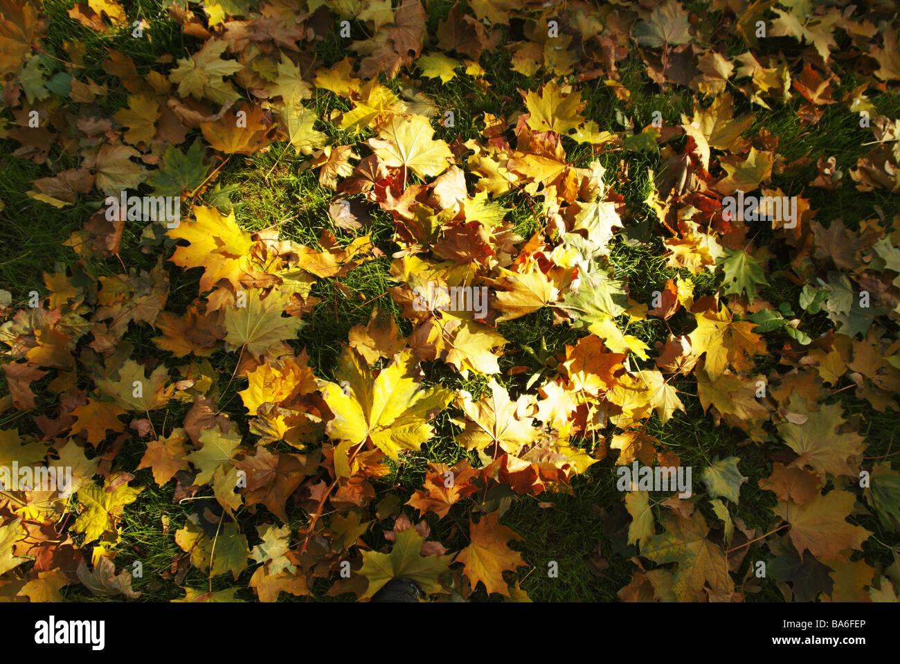 Meadow fall foliage maple-leaves light shadow nature garden grass ...