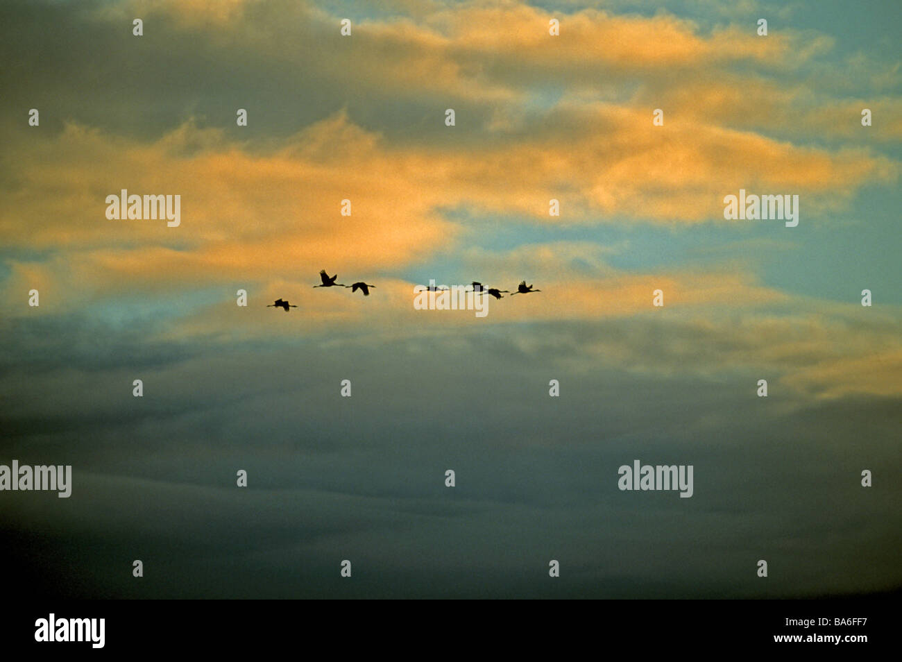 common cranes - flying - sunset / Grus grus Stock Photo - Alamy