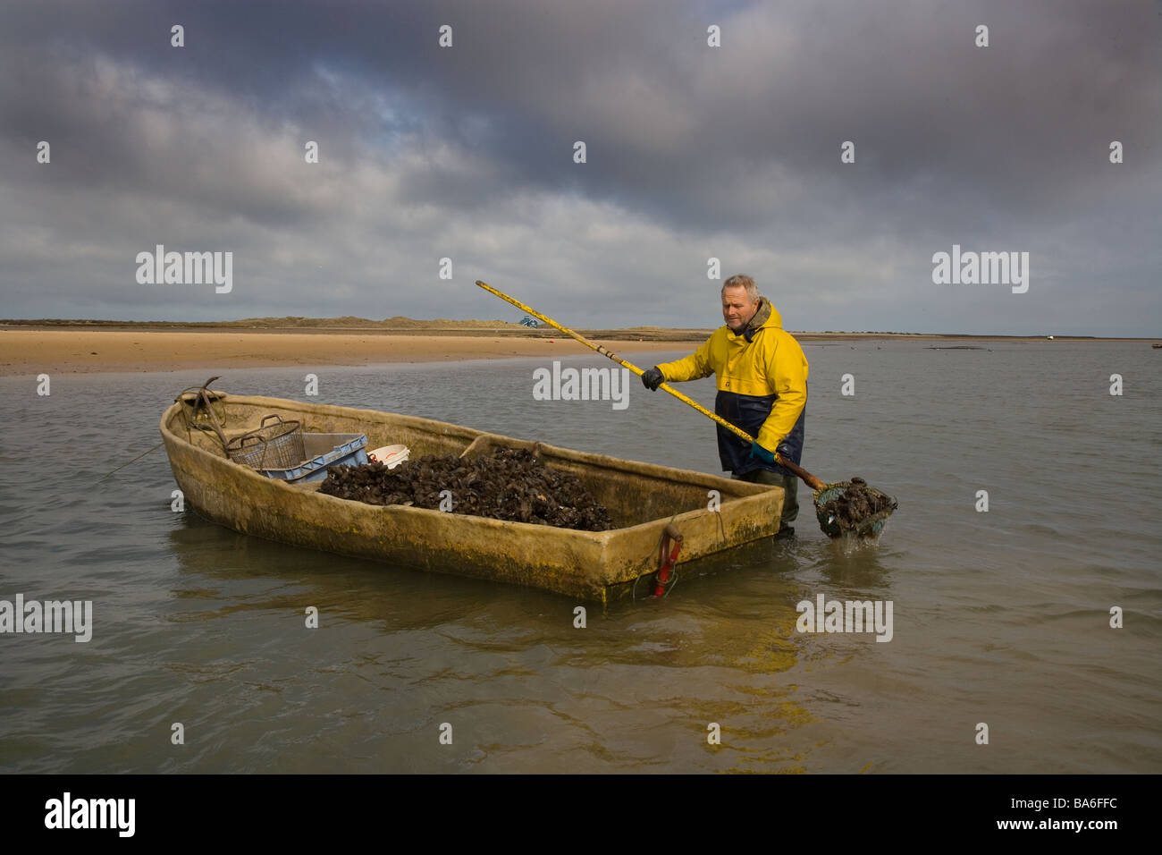 Fisherman harvesting Mussels in Blakeney Harbour Norfolk Stock Photo ...