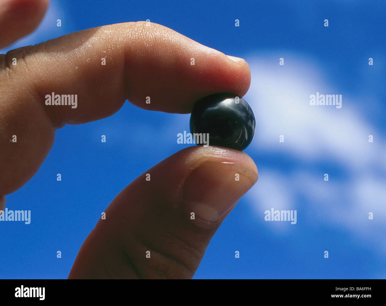 French-Polynesia pearl-breeding hand detail fingers holds black Tahiti ...