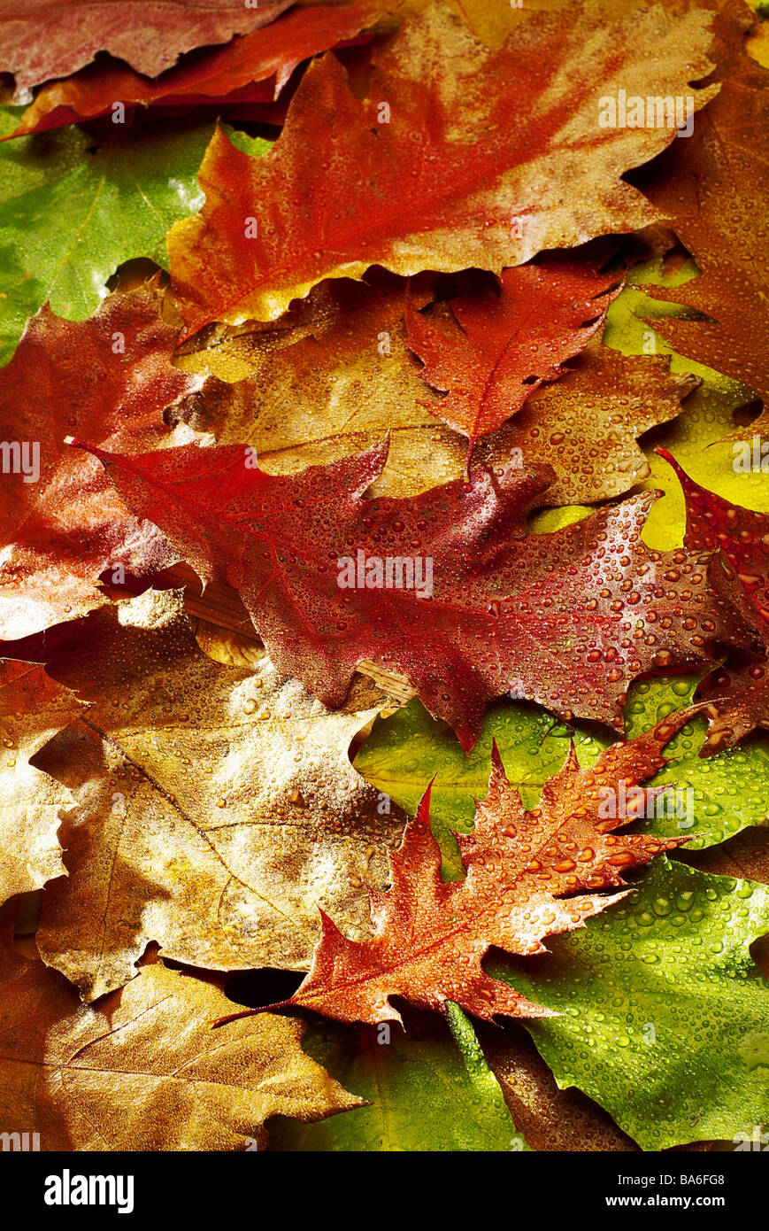 Fall foliage oak-leaves colorful wet color-game detail water-drops ...