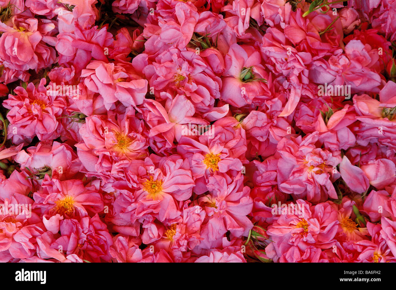 Morocco, High Atlas, Dades Valley, Valley of Roses, picking and drying ...