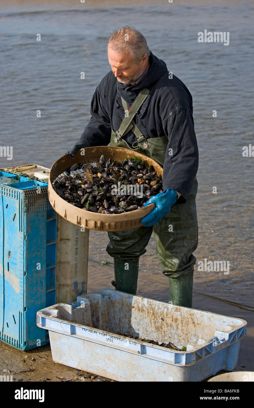 fisherman grading mussels in Blakeney Harbour Norfolk Stock Photo - Alamy