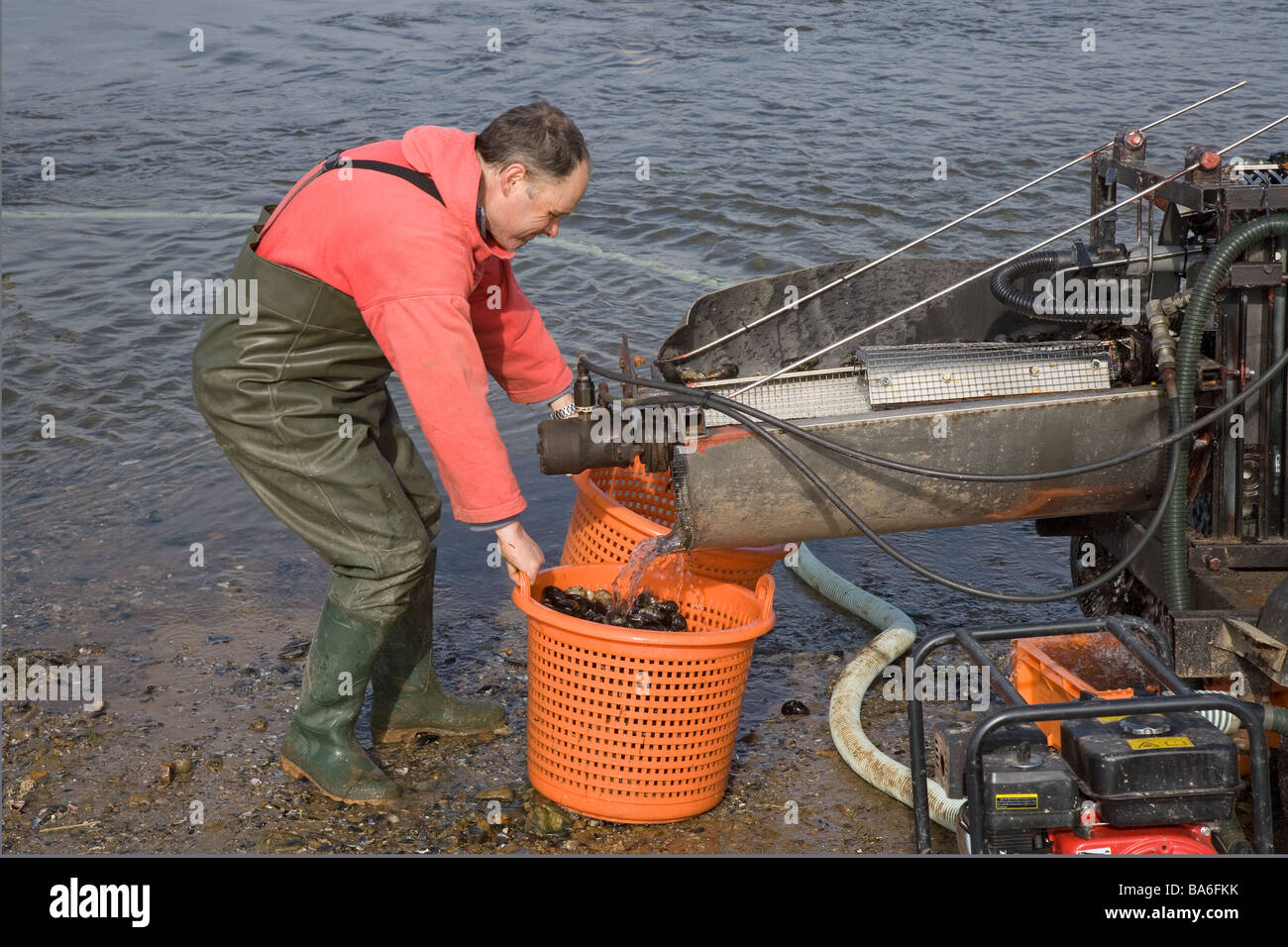 Grading Mussels in Blakeney Harbour Norfolk Stock Photo - Alamy