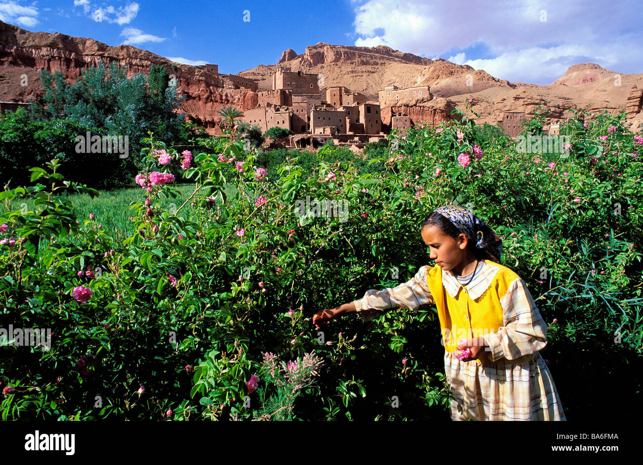 Morocco, High Atlas, Dades Valley, Valley of Roses, picking of the ...