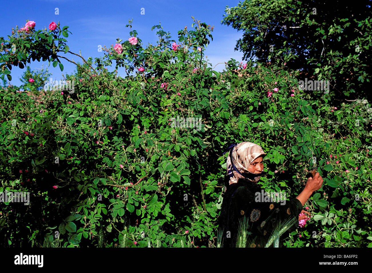 Atlas flower hi-res stock photography and images - Alamy