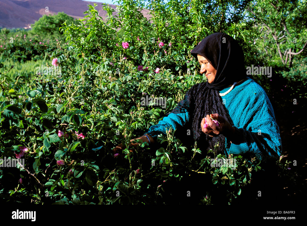 Morocco, High Atlas, Dades Valley, Valley of Roses, picking of the ...