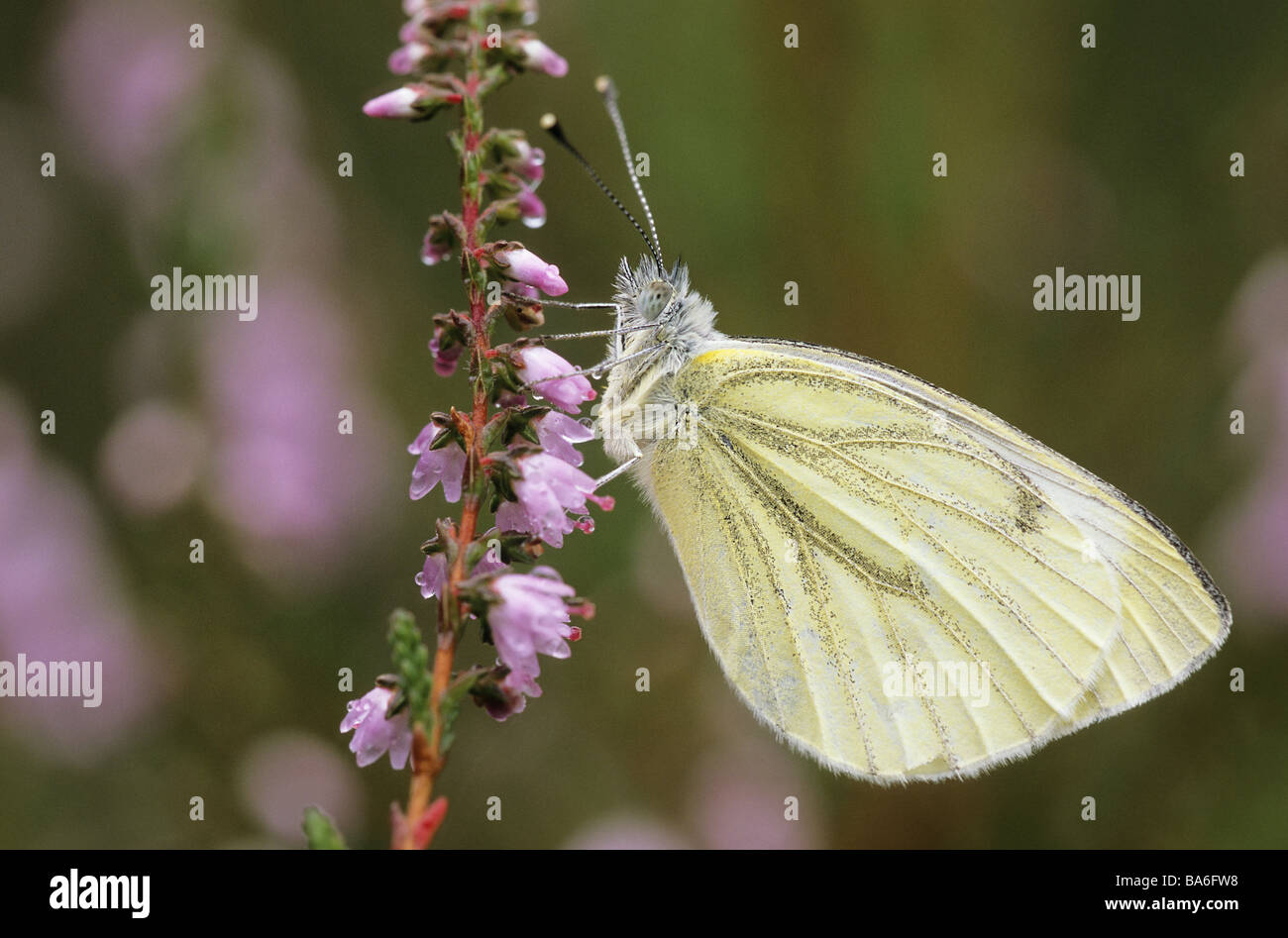 Green-veined White / Pieris napi Stock Photo - Alamy