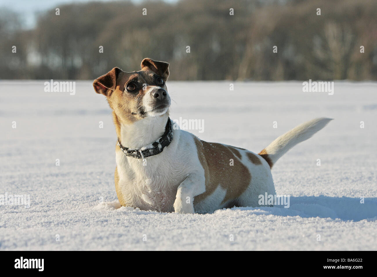 Jack Russell Terrier dog in snow Stock Photo - Alamy