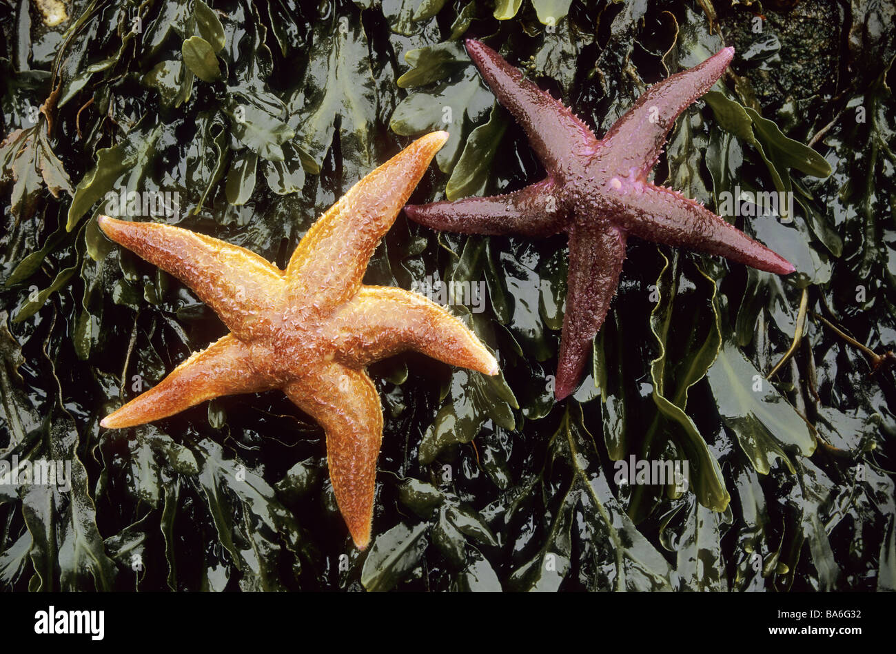 Northern seastar hi-res stock photography and images - Alamy