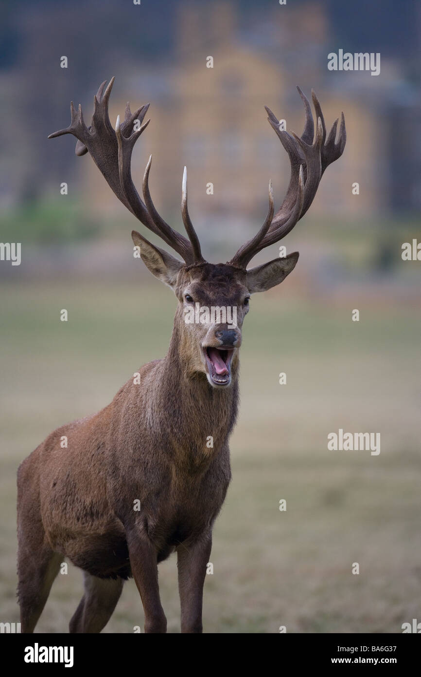 British deer hi-res stock photography and images - Alamy