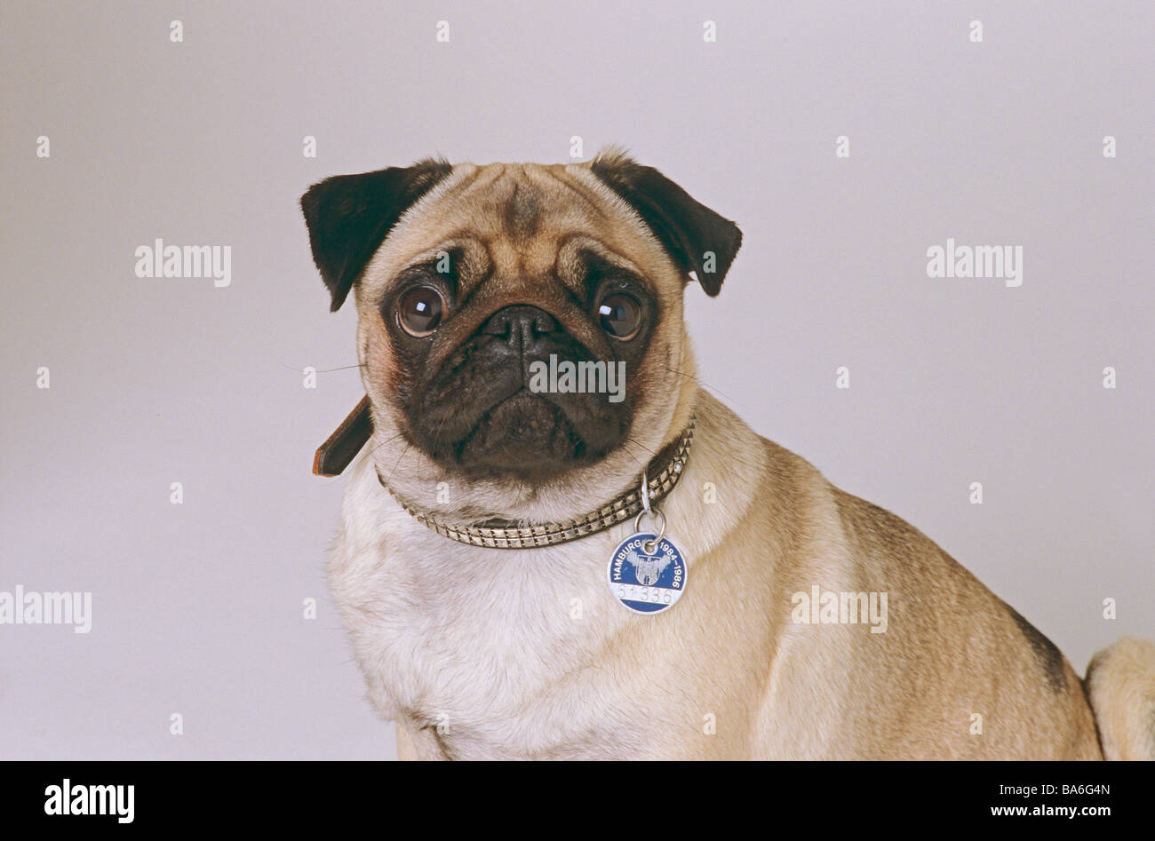 Pug dog - portrait Stock Photo - Alamy