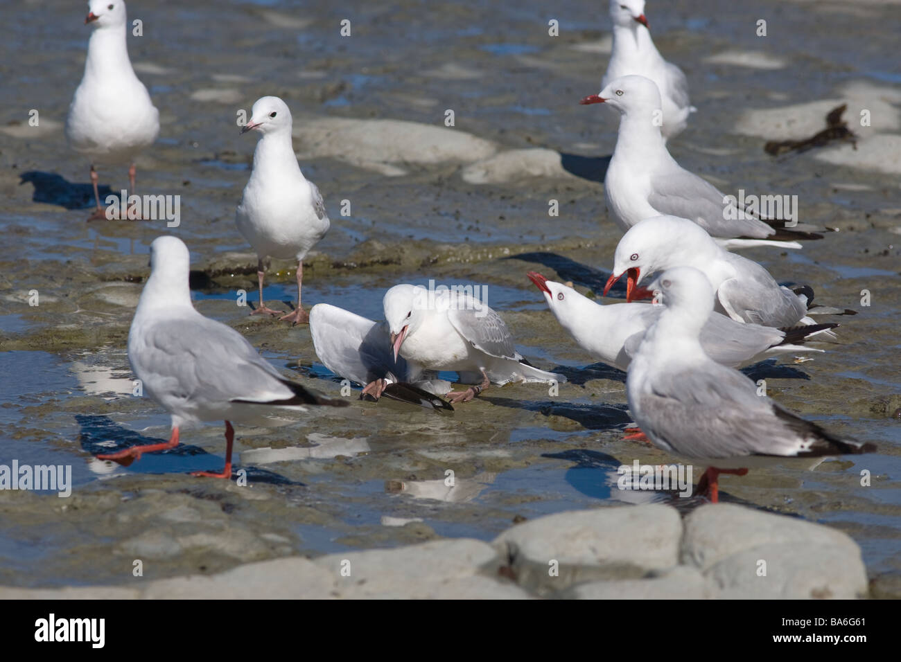 Gull injured hi-res stock photography and images - Alamy