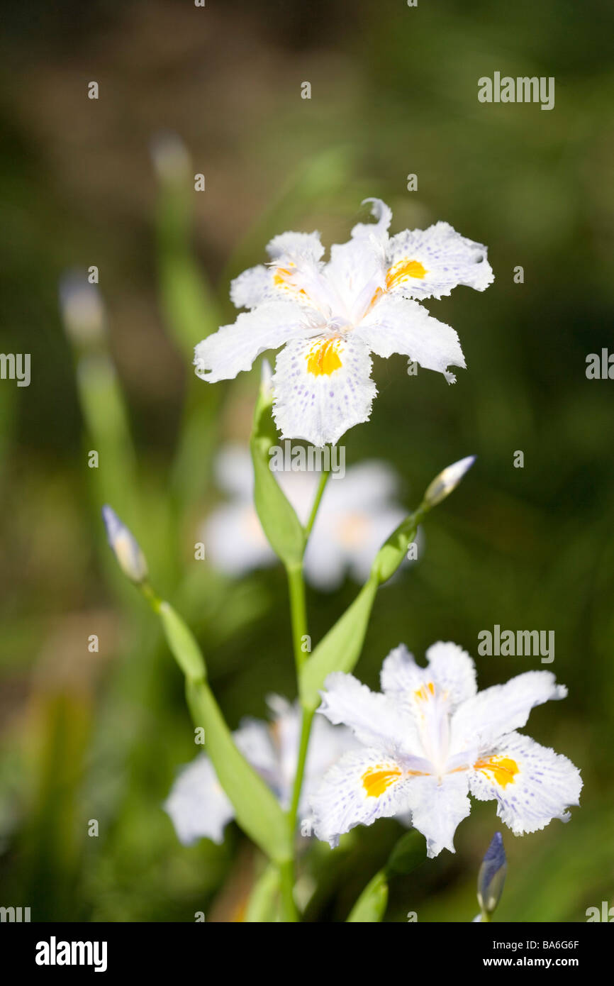 Iris series hi-res stock photography and images - Alamy