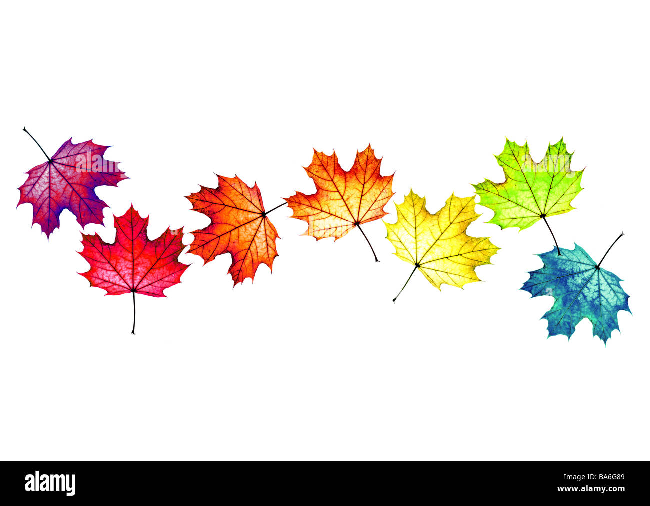 Fall foliage maple-leaves colorfully scatters [M] leaves maple foliage ...