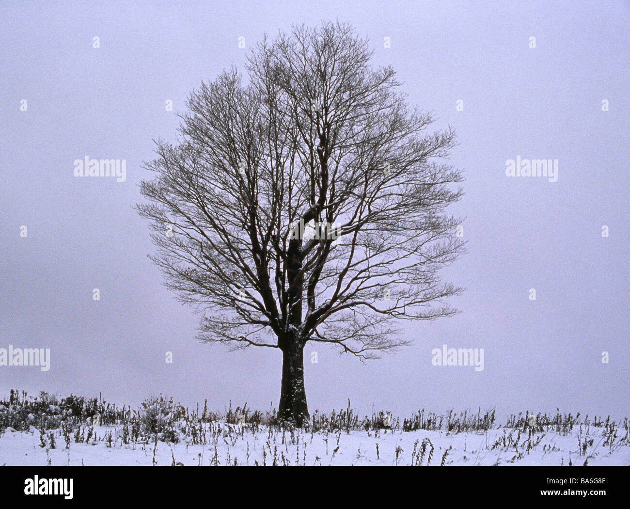 Maple Acer spec. Winters meadow foliage-tree tree nature vegetation ...