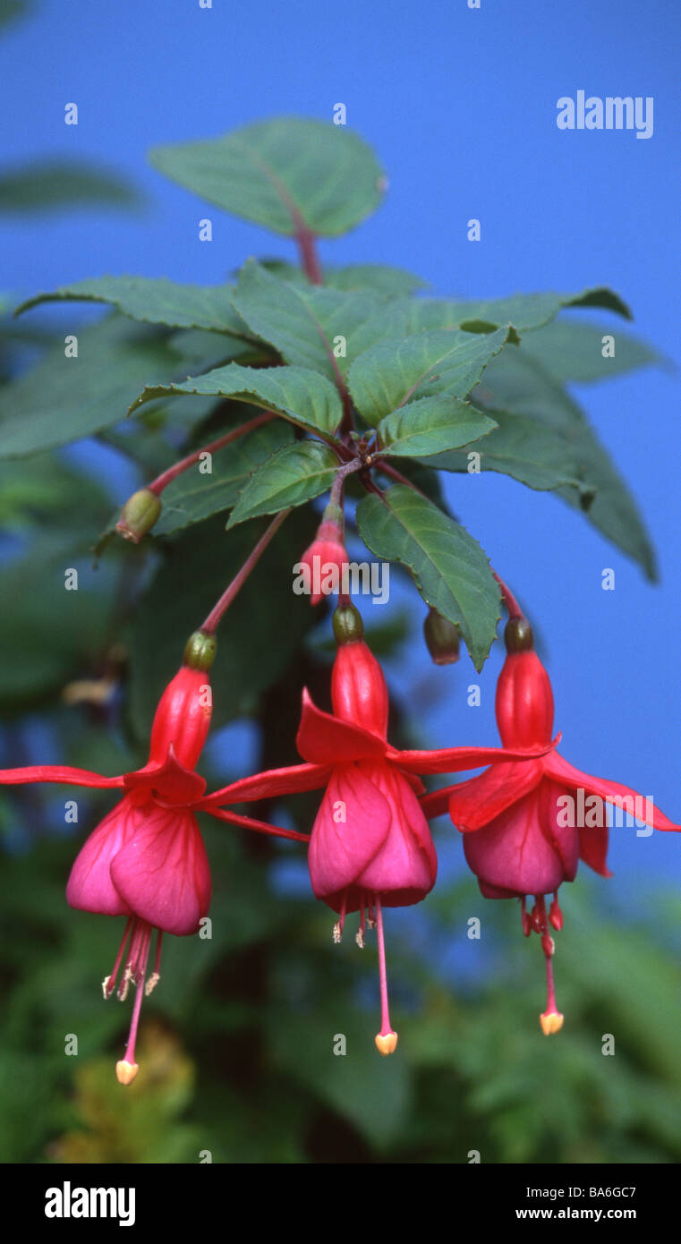closeup of fuchsias Stock Photo - Alamy