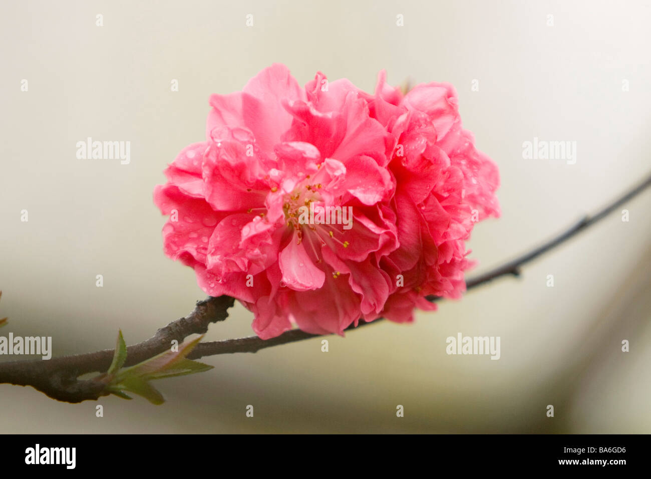 Single flower on branch Stock Photo - Alamy