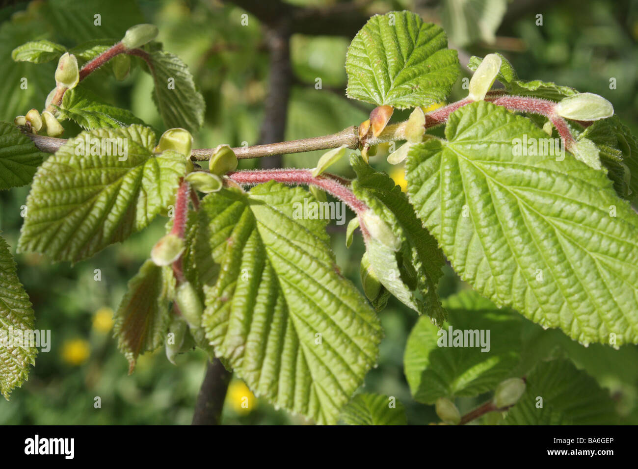 Beech with flower and fruit hi-res stock photography and images - Alamy