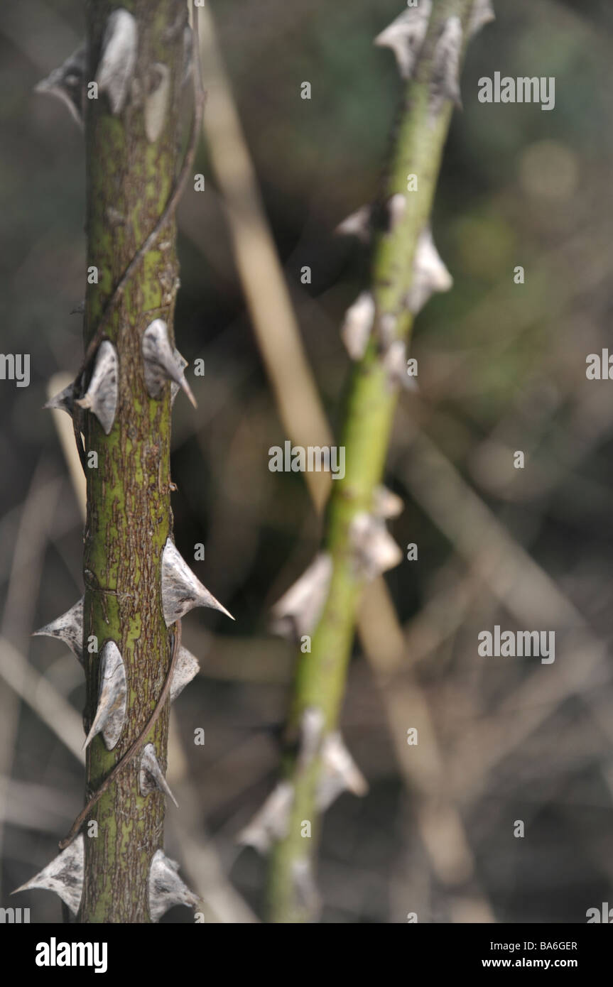 Spikey stems hi-res stock photography and images - Alamy
