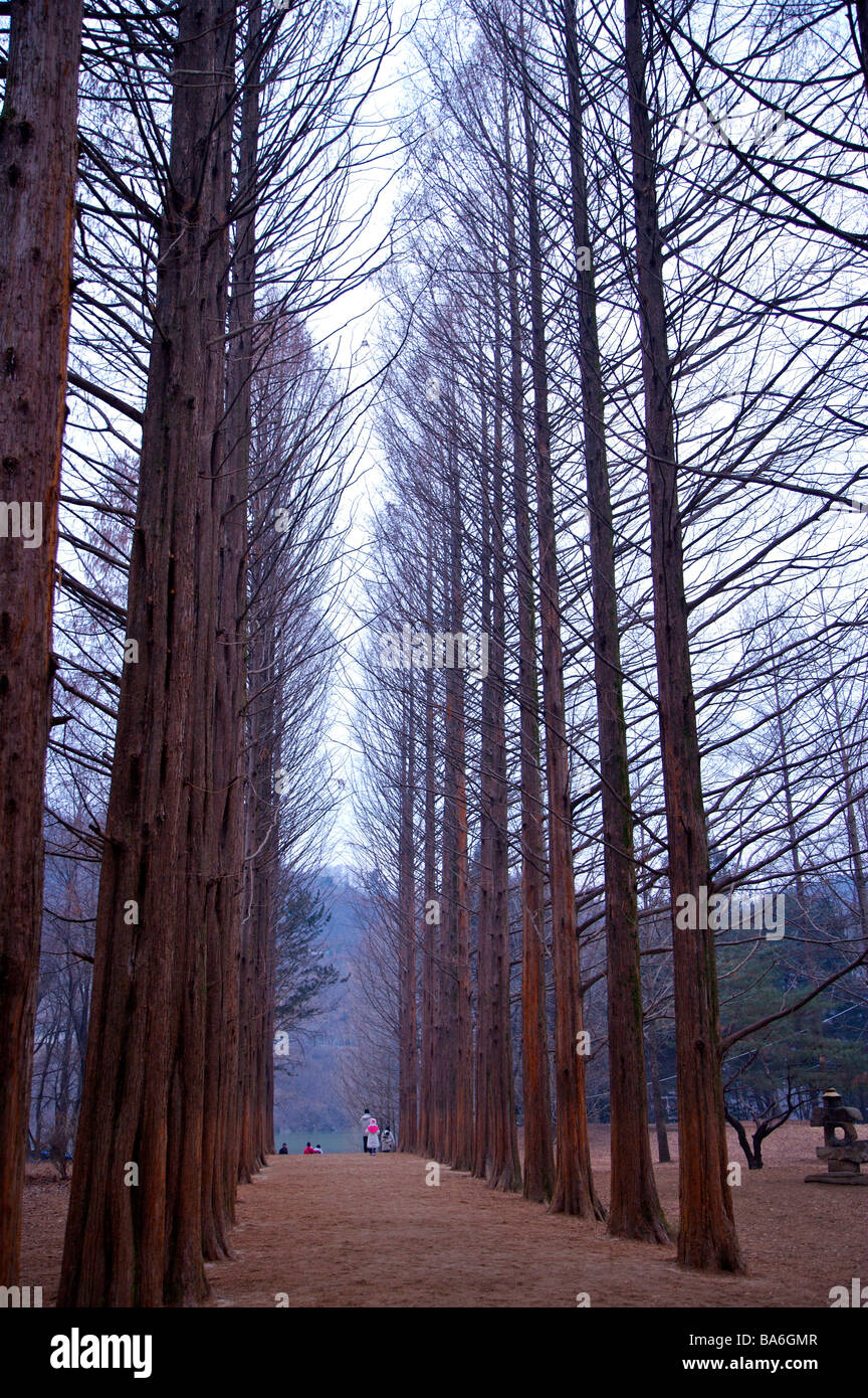 Tall trees Korea Stock Photo - Alamy