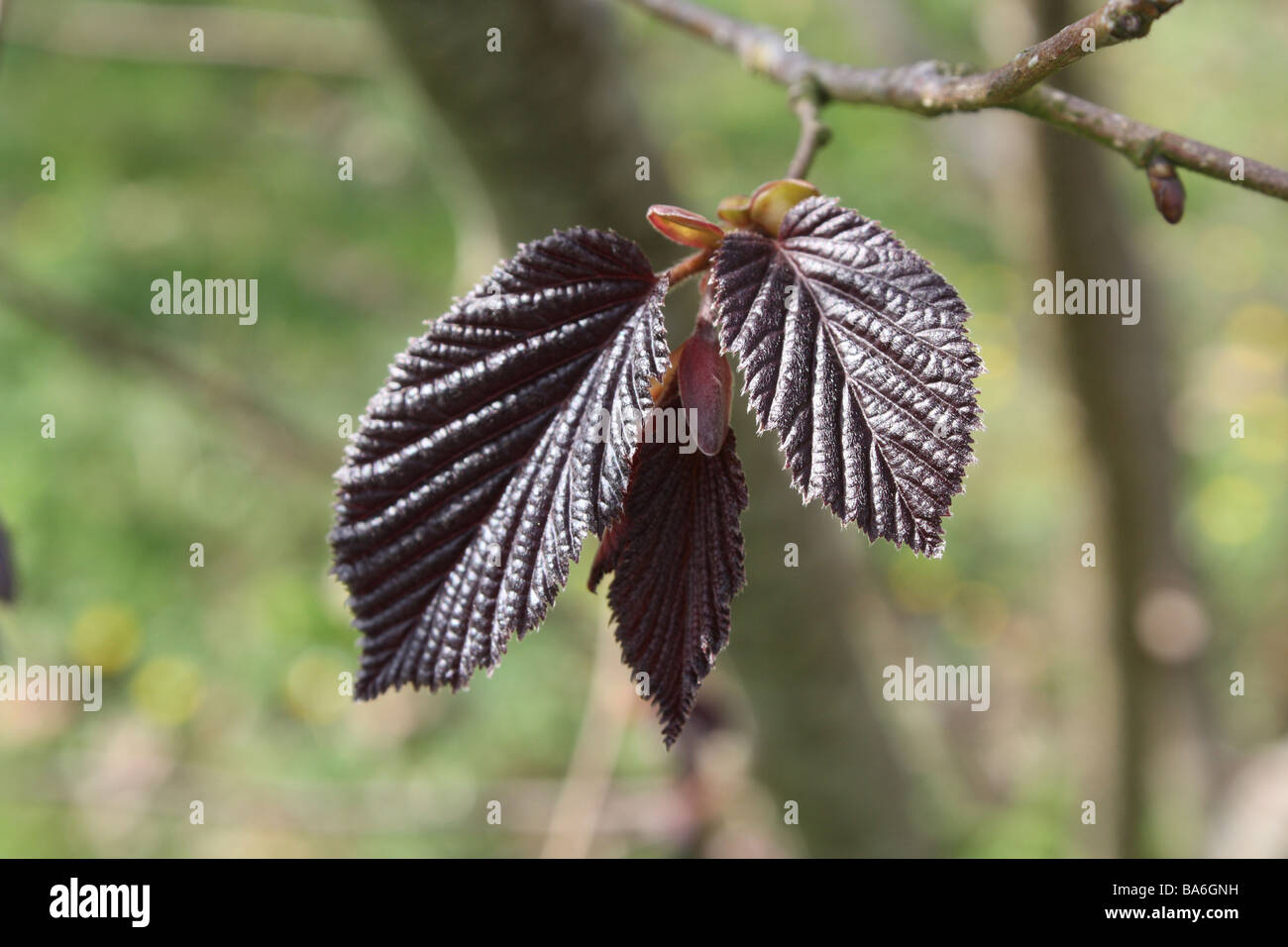 Copper beech fruit hi-res stock photography and images - Alamy