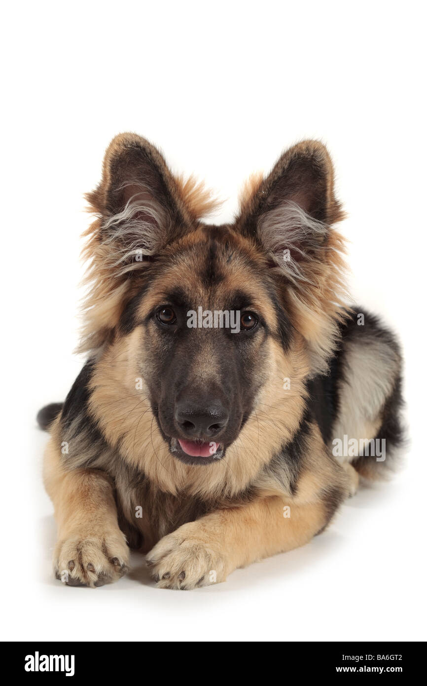 cute german shepherd alsatian dog laying down looking staring straight ...