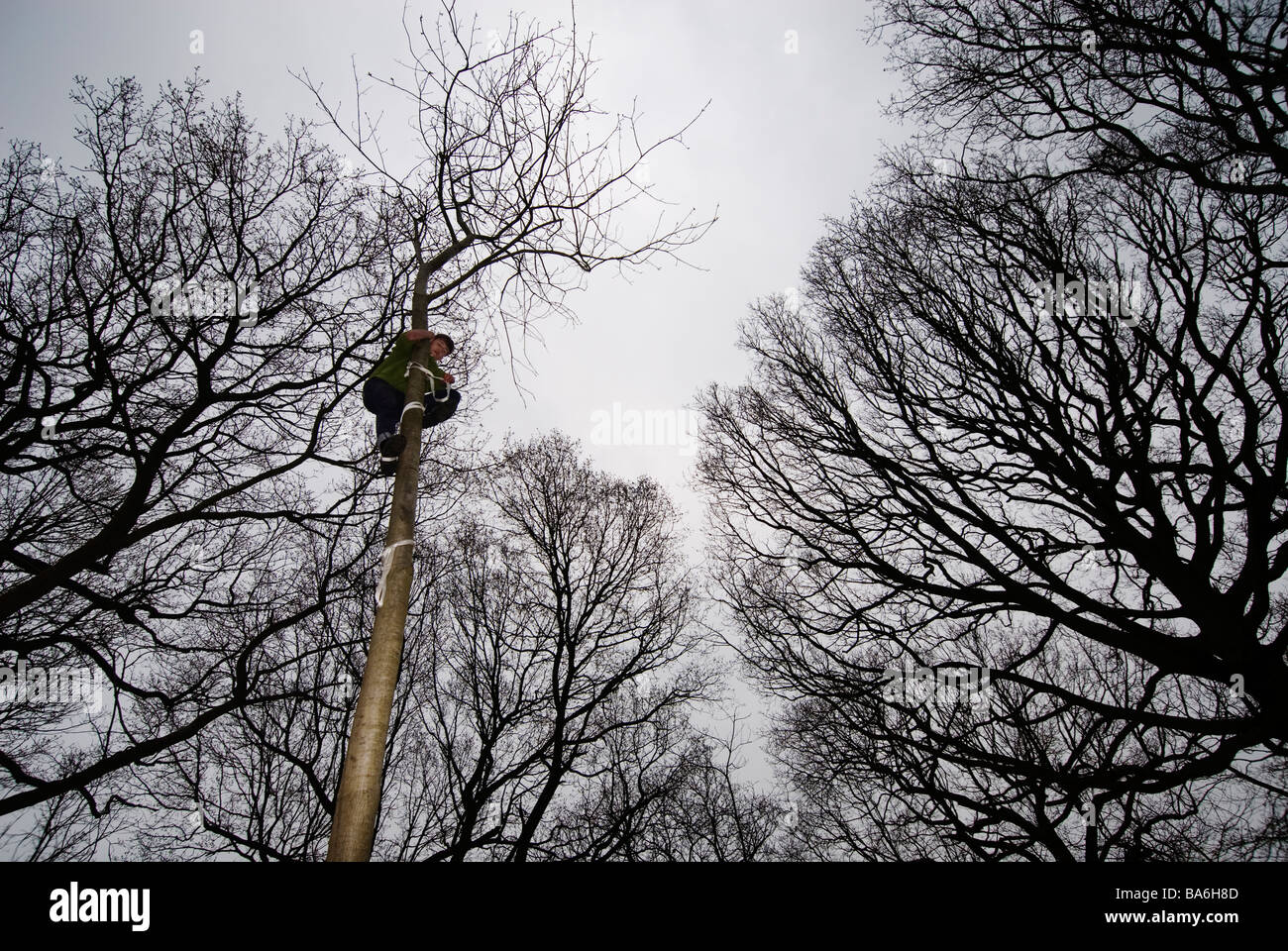 Boy climbing tall tree using two belts Stock Photo - Alamy