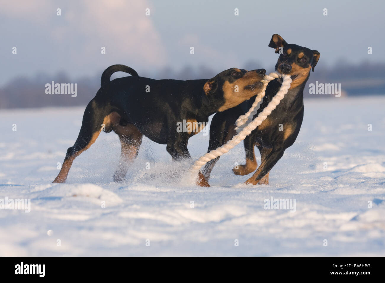 Dog pulling rope hi-res stock photography and images - Alamy