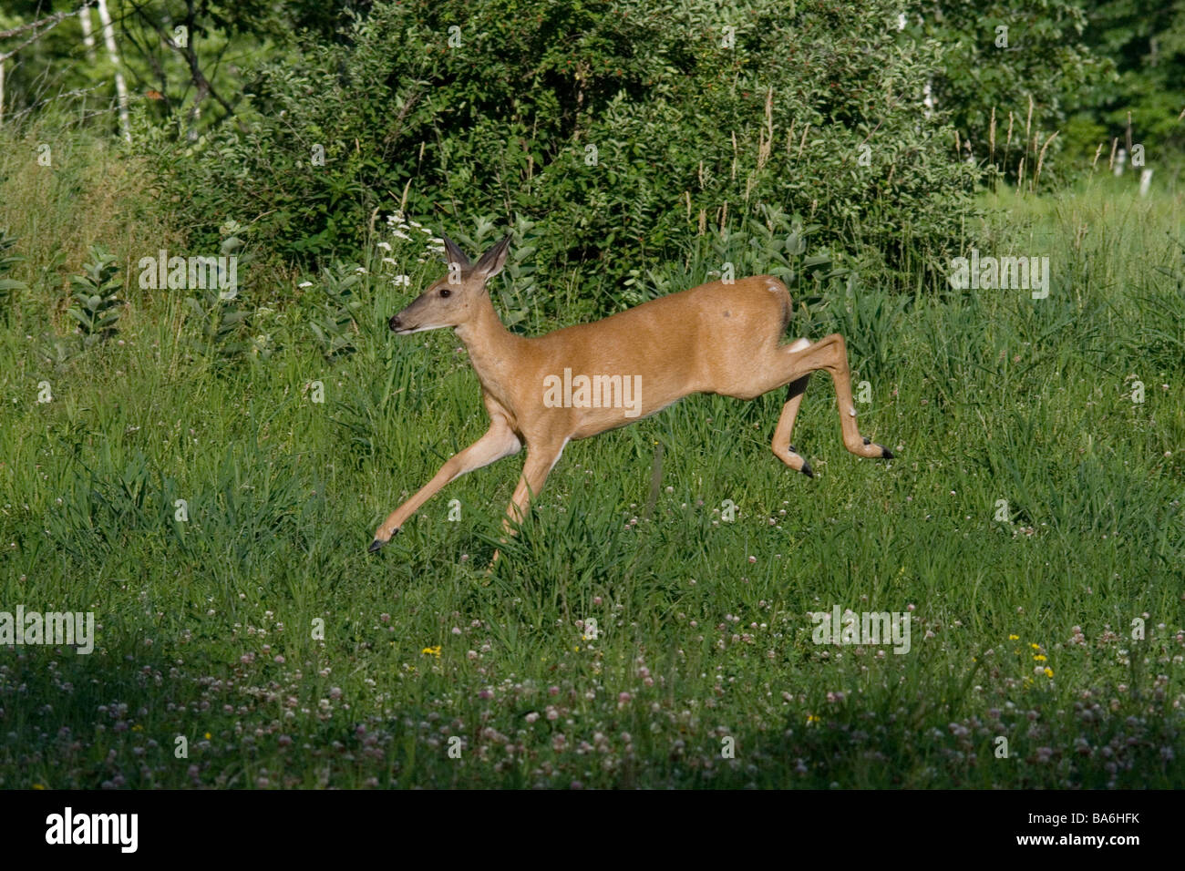 Doe running hi-res stock photography and images - Alamy