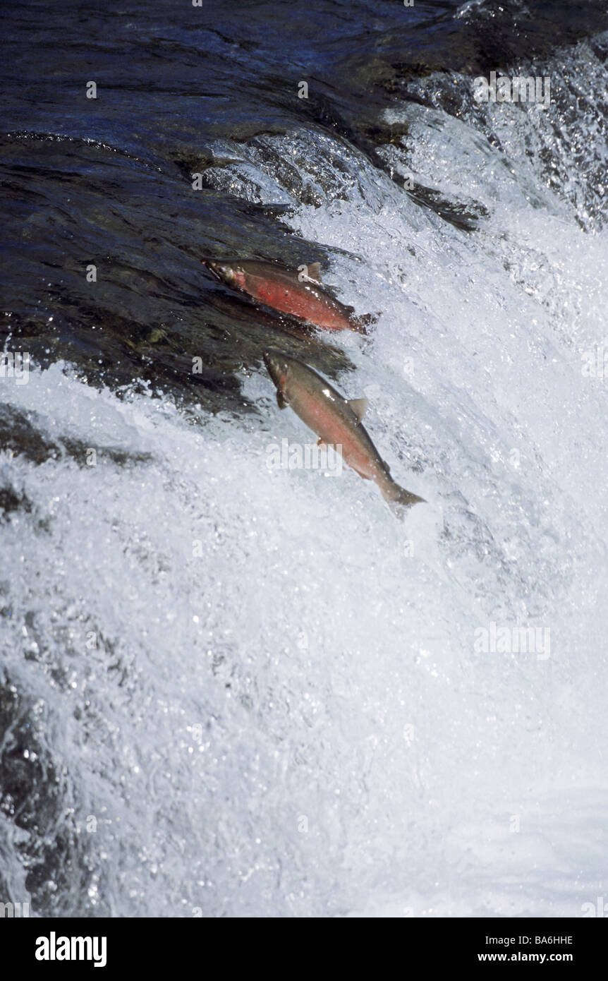 Coho salmons oncorhynchus kisutch hi-res stock photography and images ...