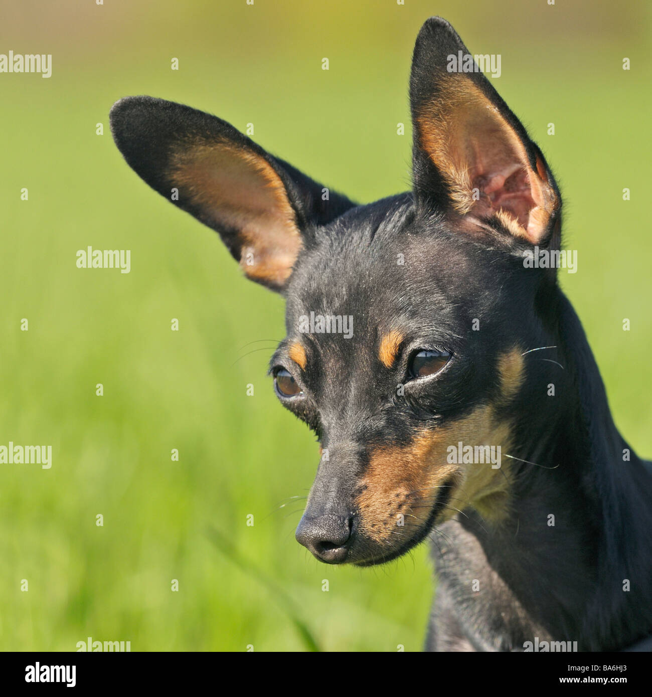 Prague Ratter dog - portrait Stock Photo - Alamy