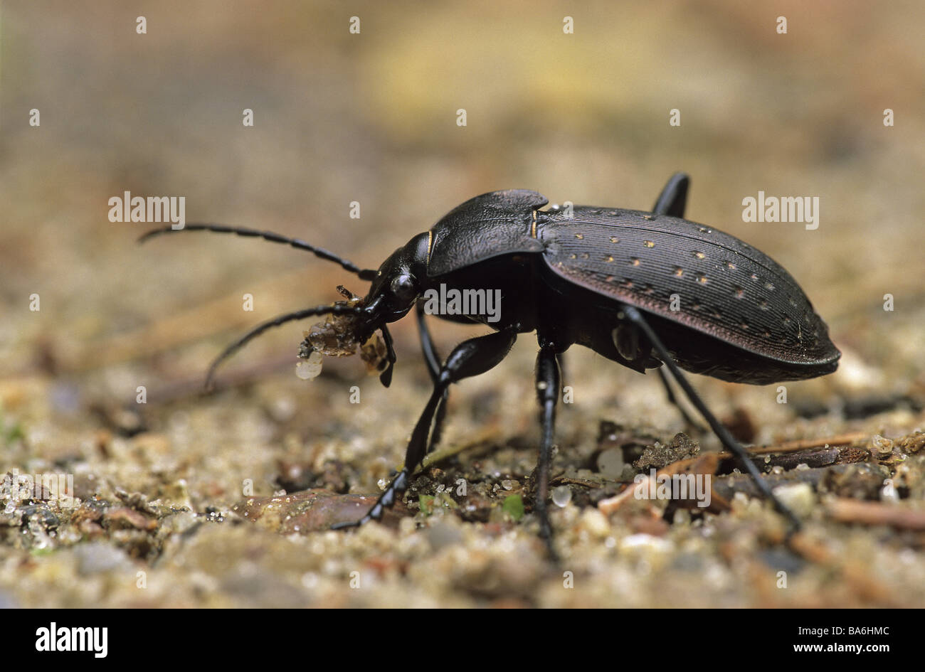 garden ground beetle / Carabus hortensis Stock Photo - Alamy