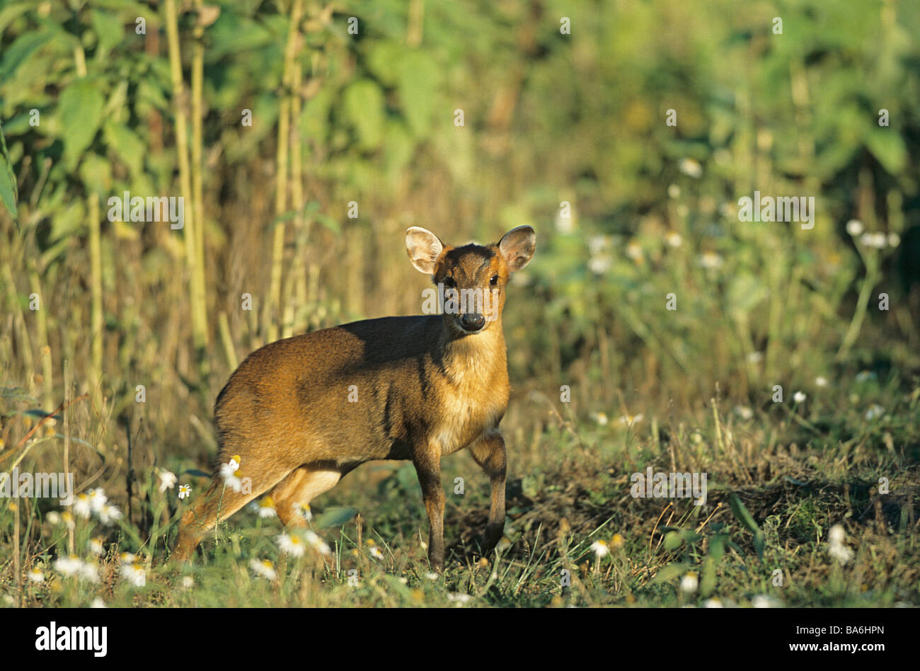 Indian Muntjac Stock Photos & Indian Muntjac Stock Images - Alamy