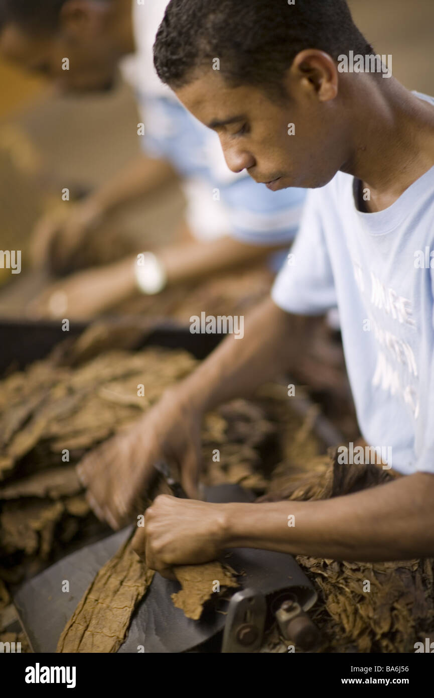 Dominican republic cigar-factory workers tobacco-leaves sorts rolls ...