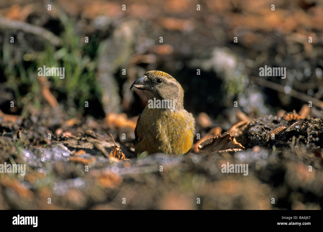 Common crossbills hi-res stock photography and images - Alamy